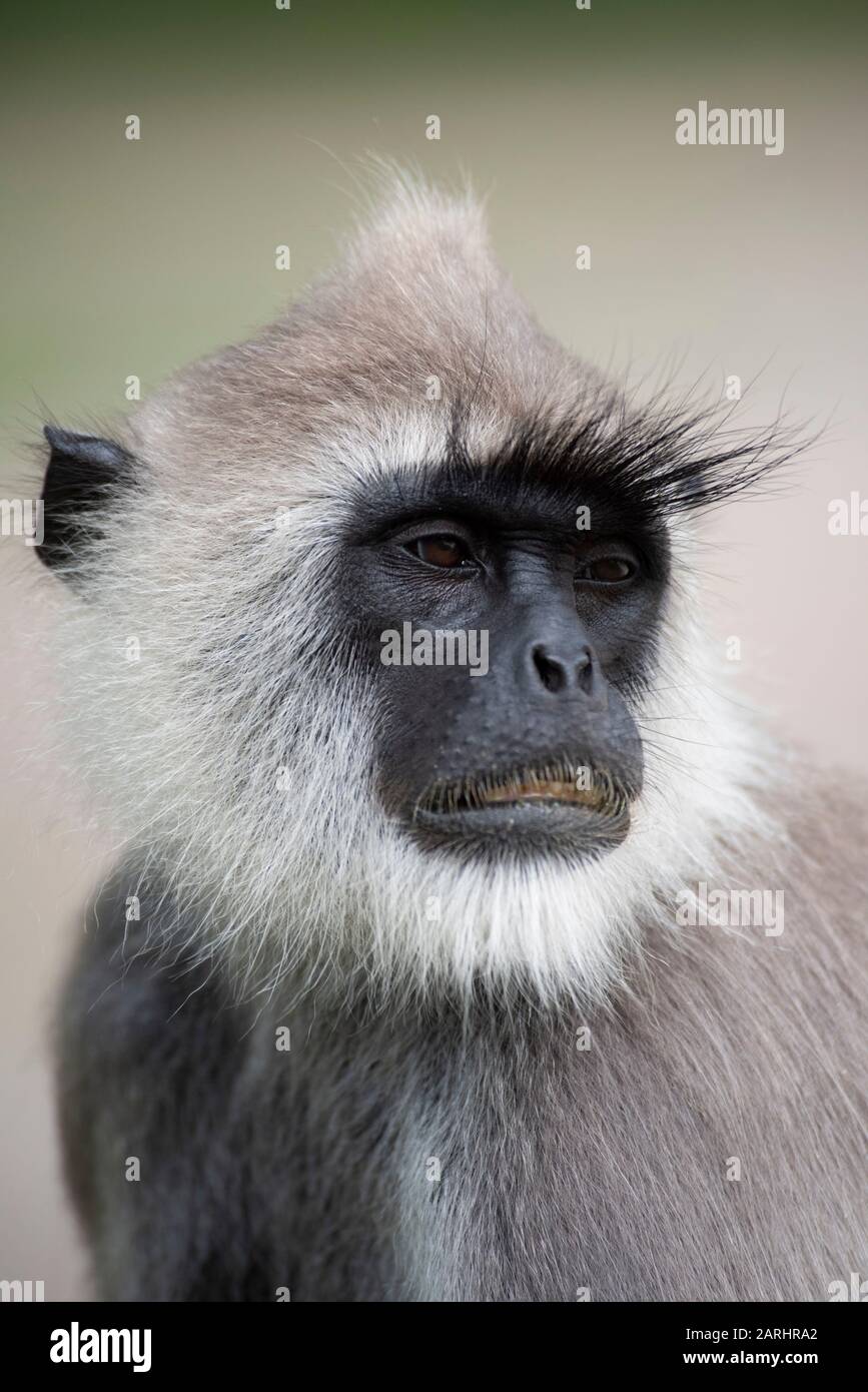 Tufted Gray Langur, Semnopithecus priam, close up of face, portrait ...
