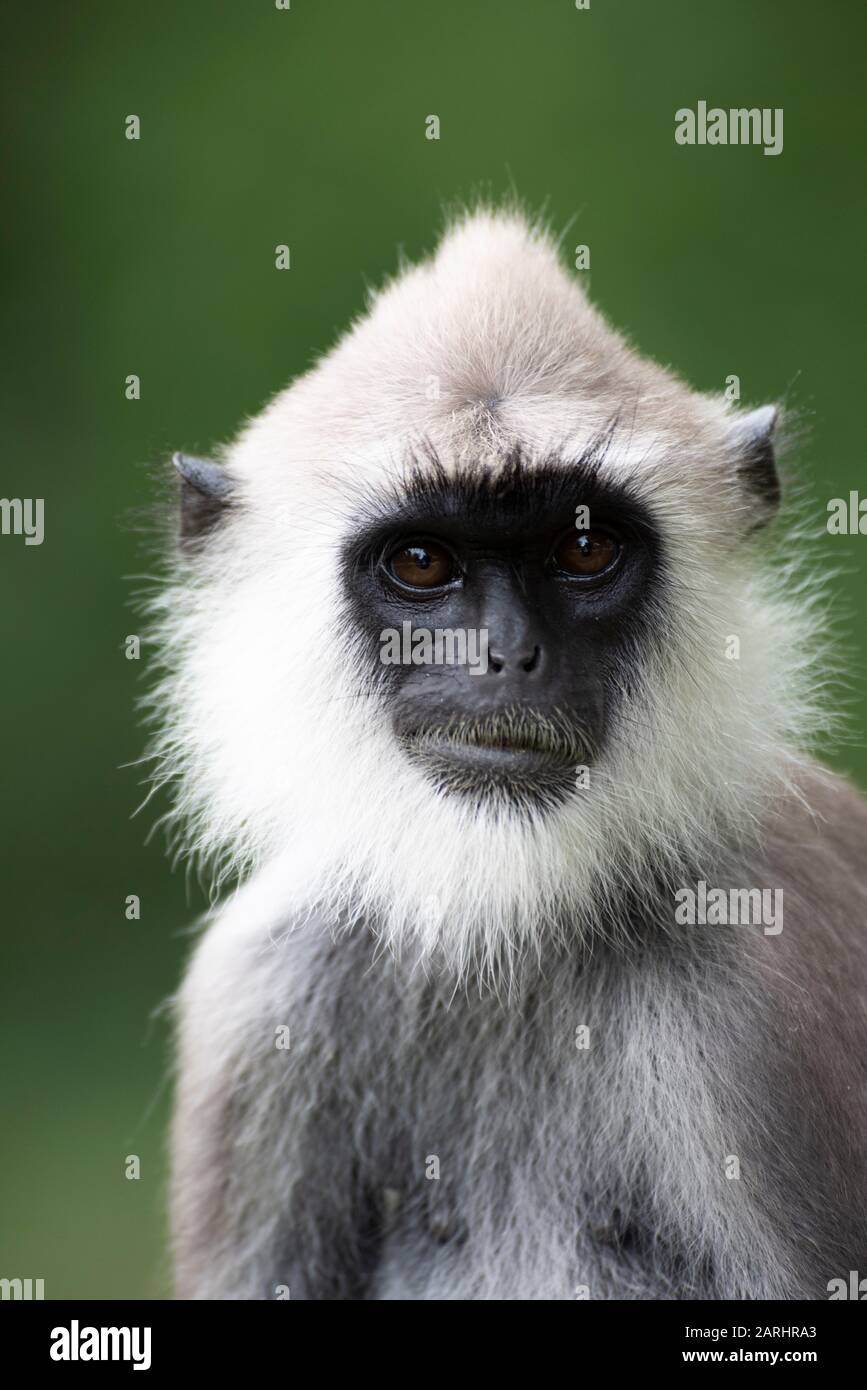 Tufted Gray Langur, Semnopithecus priam, close up of face, portrait ...