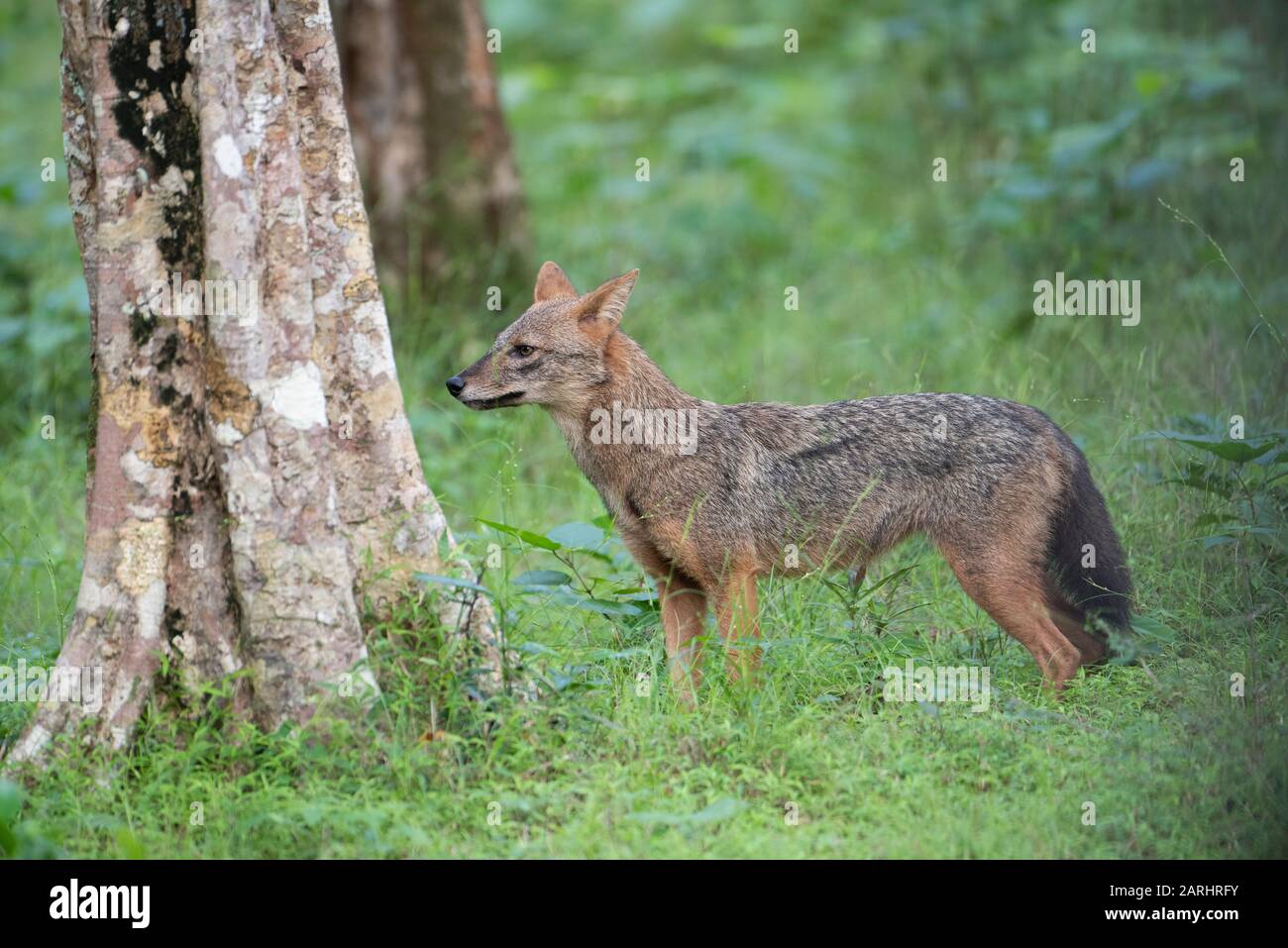 Golden Jackal, Canis aureus, Standing, Wilpattu National Park, Sri ...
