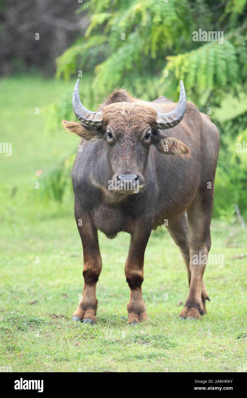Water Buffalo, Bubalus bubalis, standing in rain, Kumana Ramsar Wetland ...