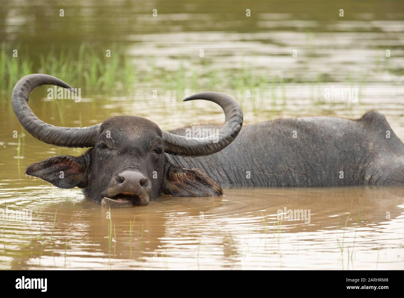 Water Buffalo, Bubalus bubalis, wallowing in water, Kumana Ramsar ...
