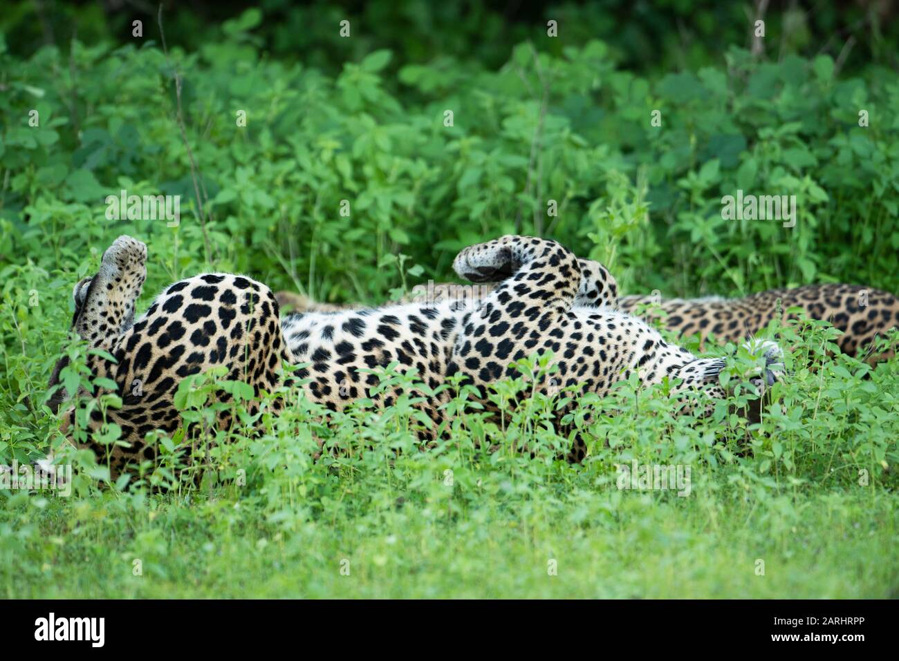 Leopard pair laying in long grass area, Panthera pardus, Yala National ...