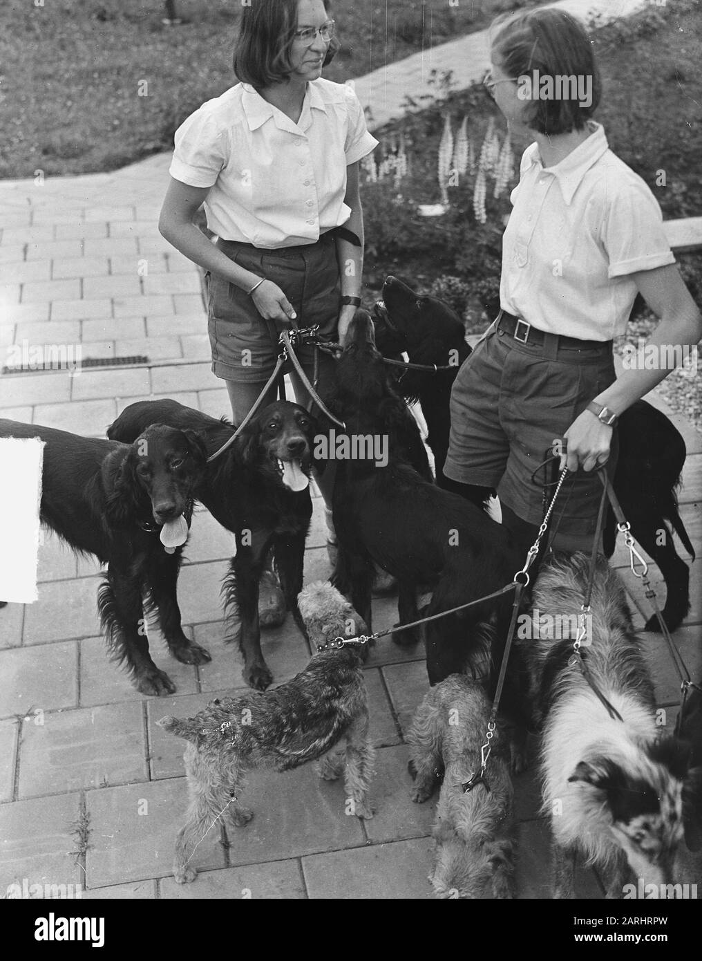Dog with pigeon hi-res stock photography and images - Alamy