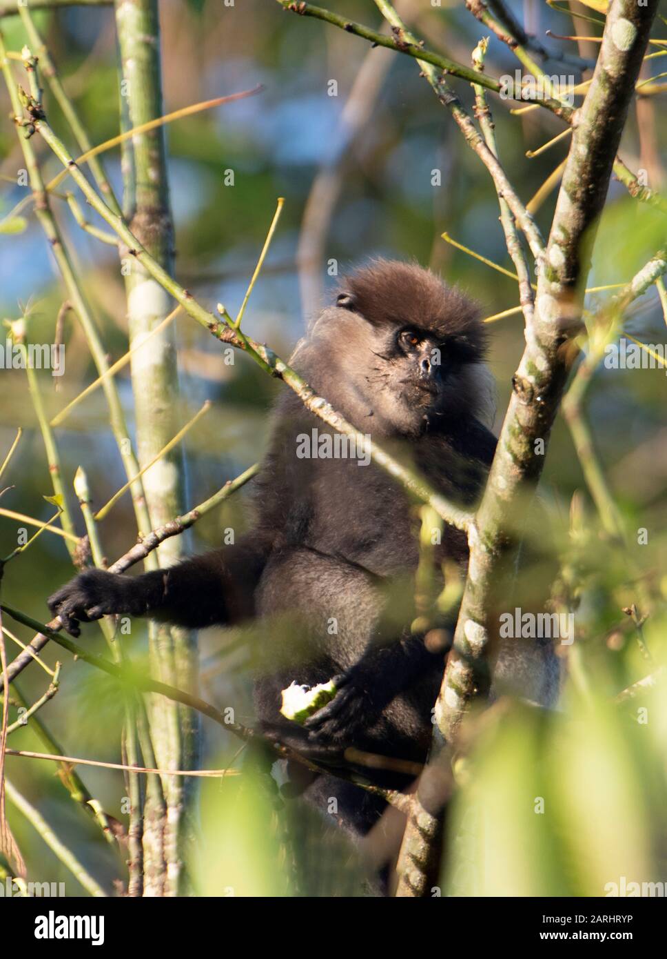 Purple Faced Langur, Semnopithecus vetulus, Sinharaja World Heritage ...