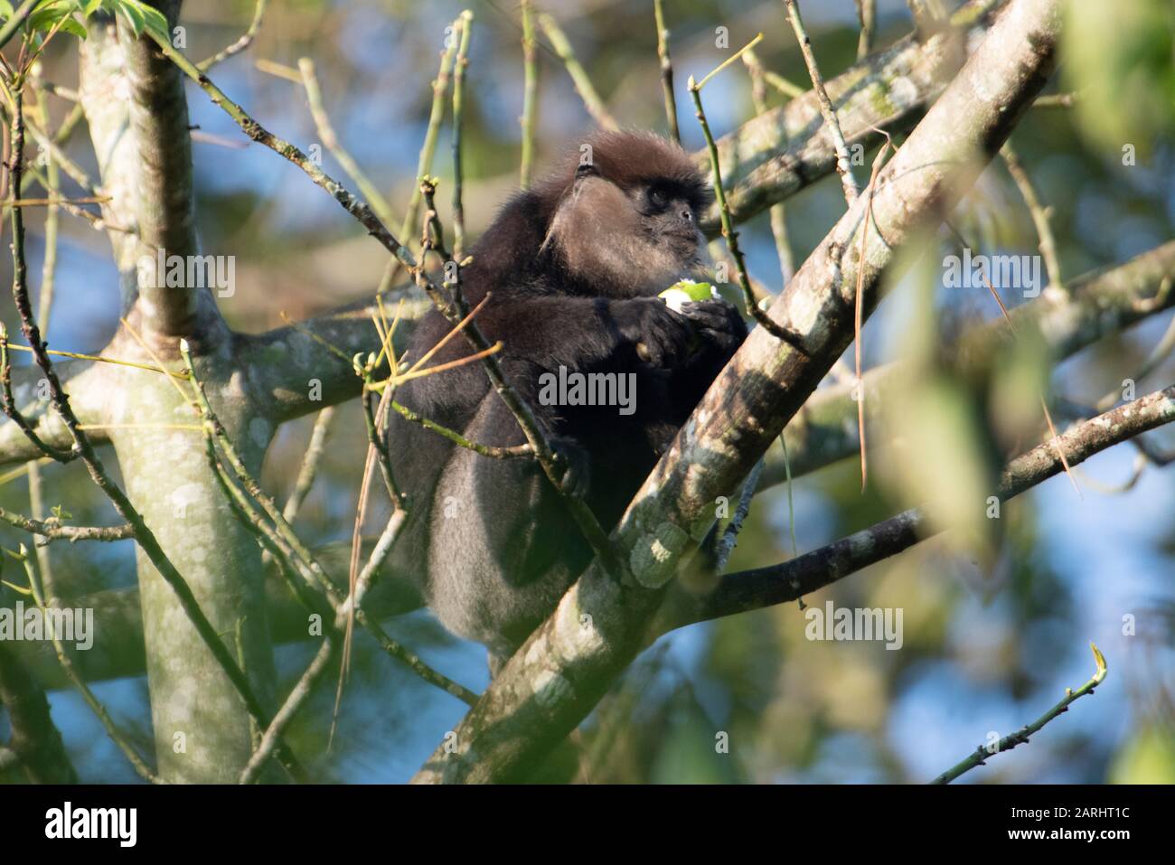 Purple Faced Langur, Semnopithecus vetulus, Sinharaja World Heritage ...