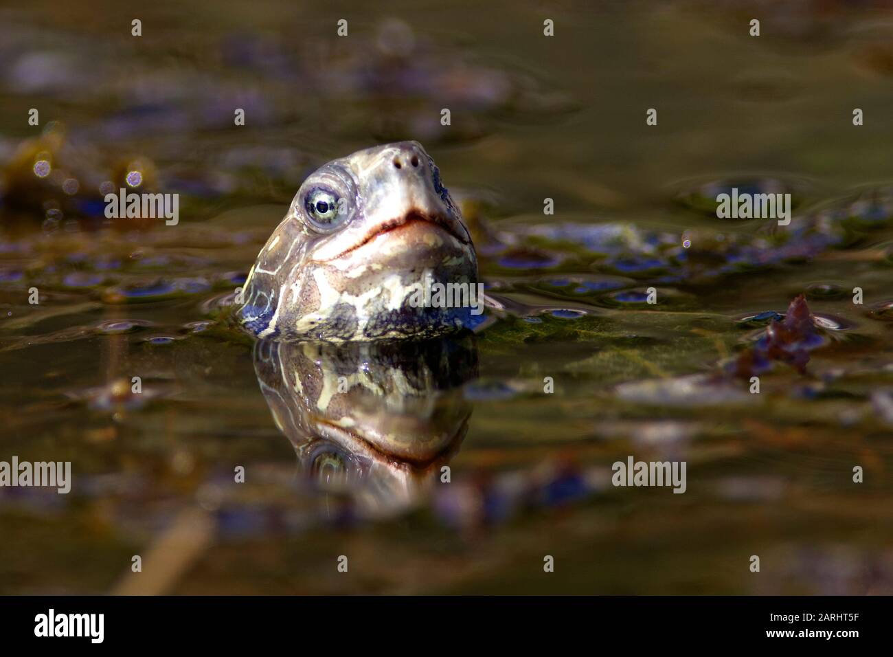 The Balkan pond turtle or Western Caspian turtle (Mauremys rivulata) in ...