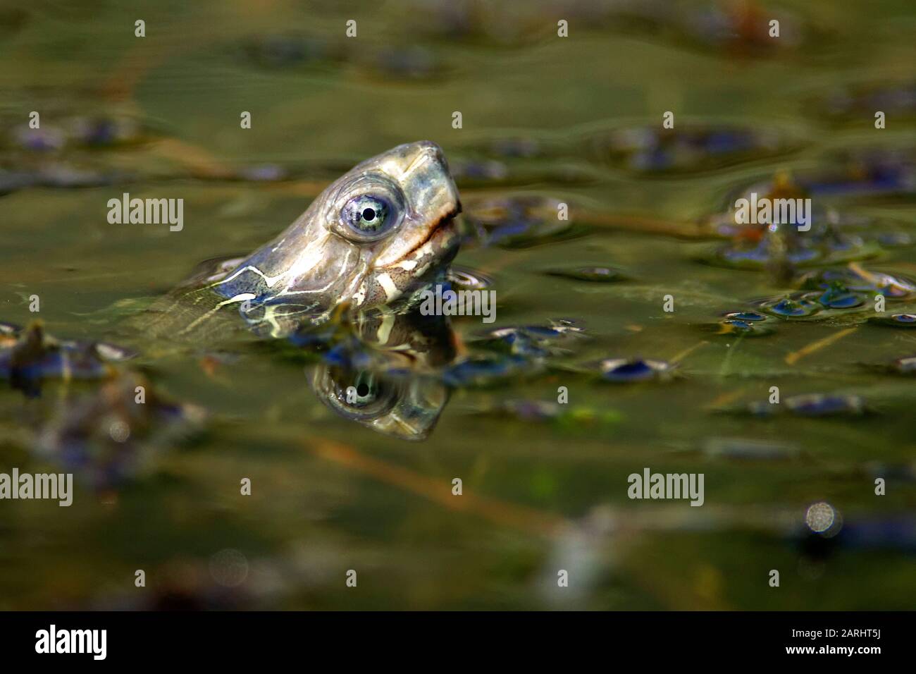 The Balkan pond turtle or Western Caspian turtle (Mauremys rivulata) in ...