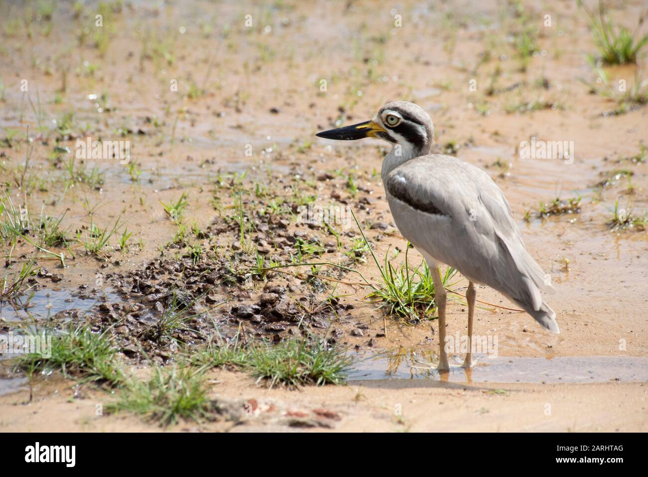 Great Thick Knee, Esacus recurvirostris, Wilpattu National Park, Sri ...