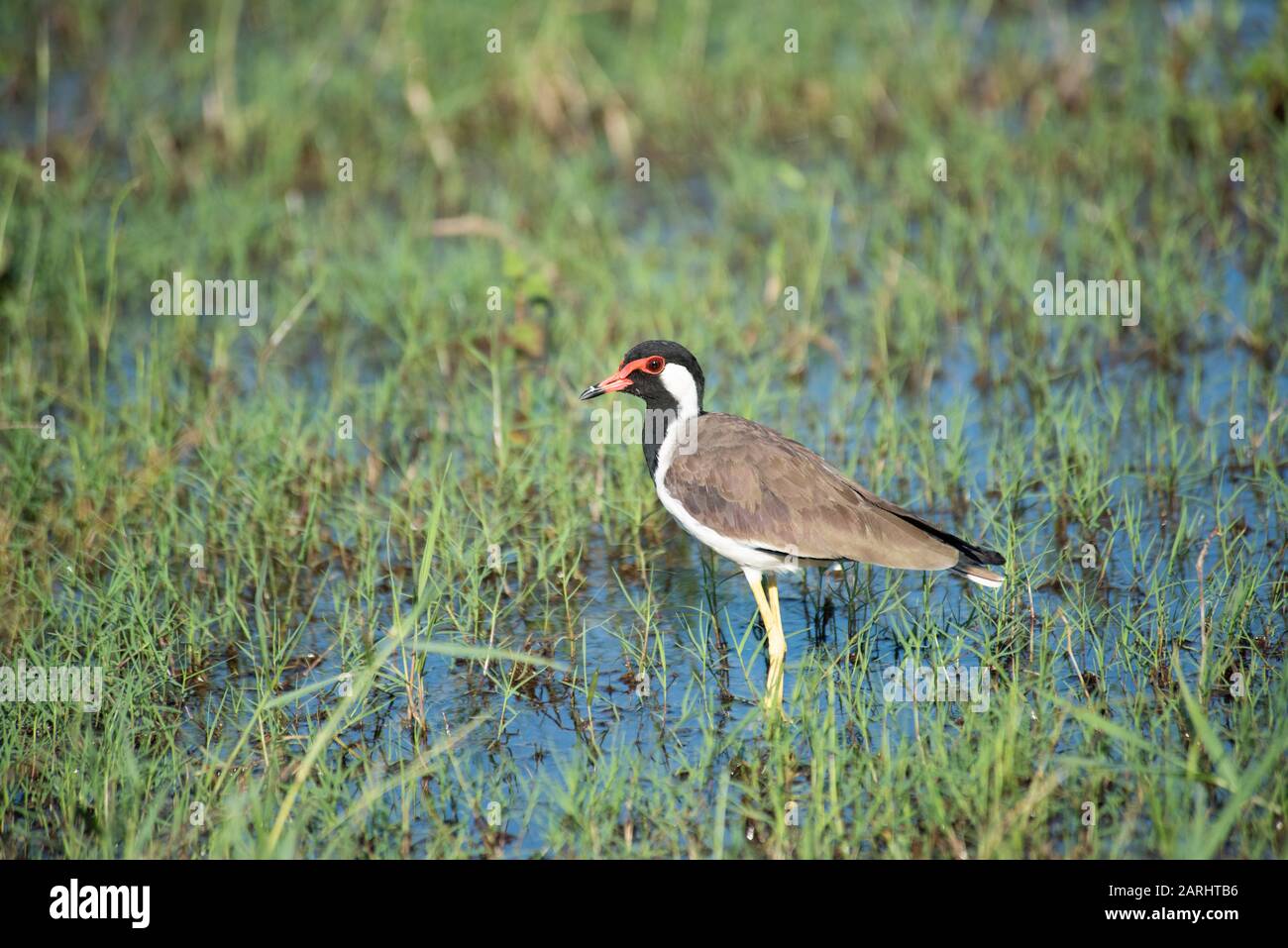 Red Wattled Lapwing, Vanellus indicus, Ramsar Wetland, Sri Lanka Stock ...