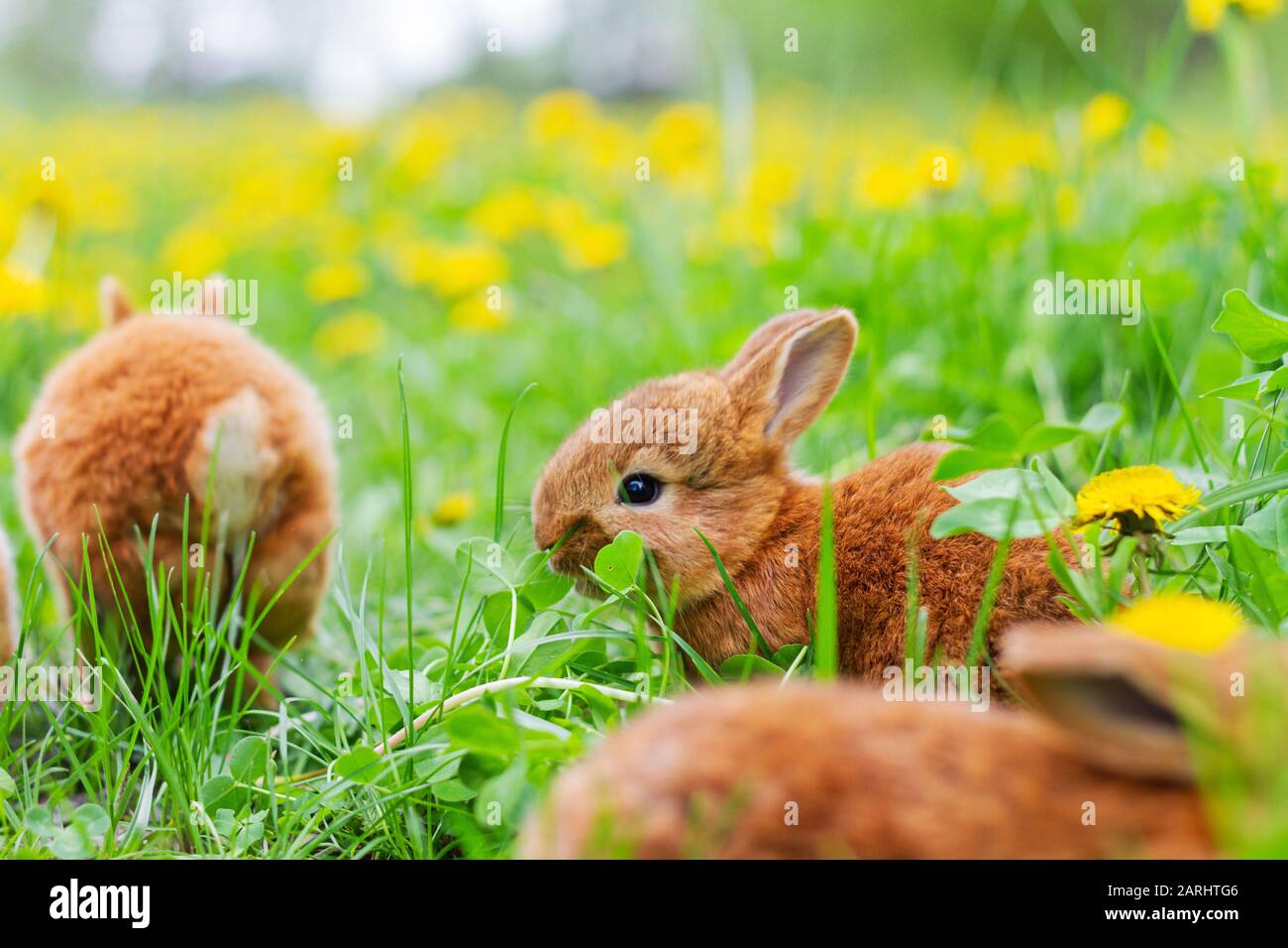Domestic rabbits grass hi-res stock photography and images - Alamy