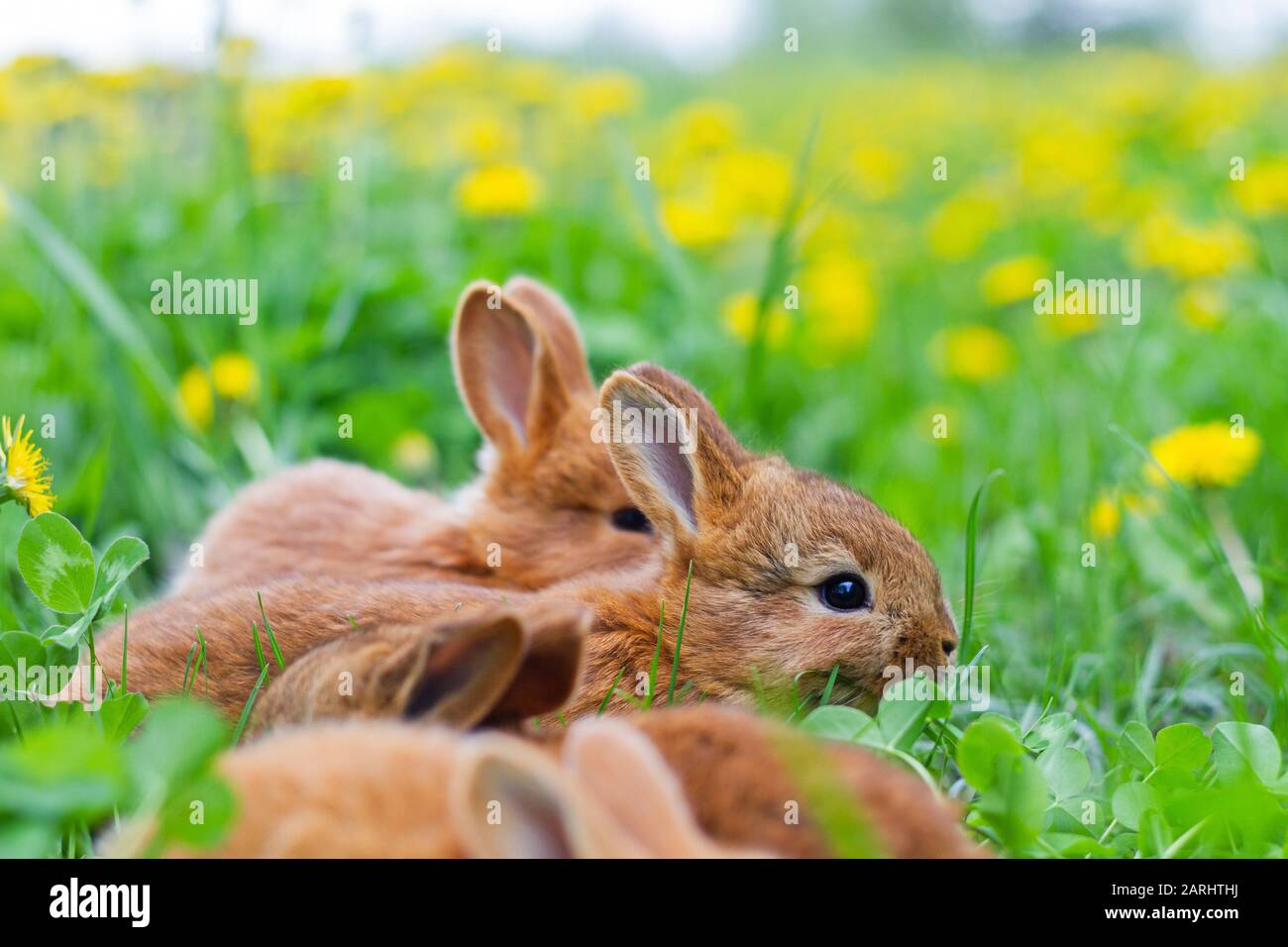 Domestic rabbits grass hi-res stock photography and images - Alamy
