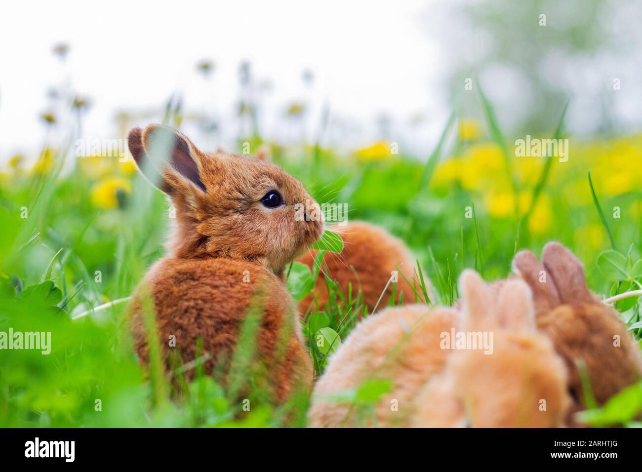 cute rabbit eat clover among green grass Stock Photo - Alamy