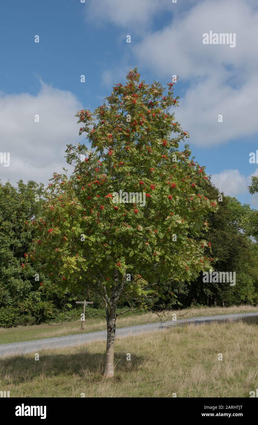 Summer Foliage and Red Fruit of a Rowan or Mountain Ash Tree (Sorbus ...