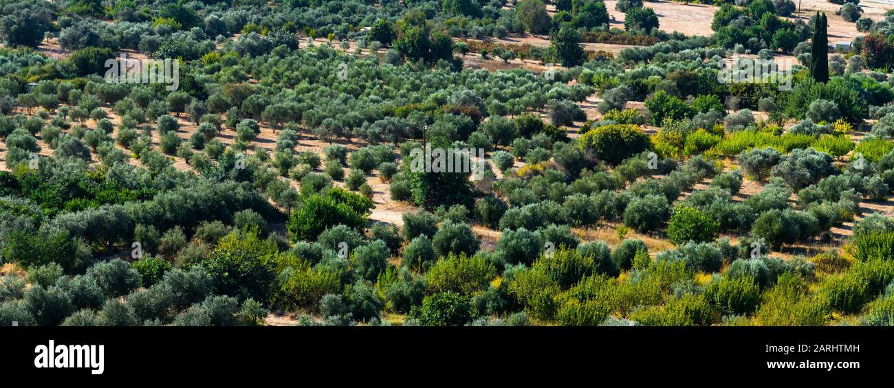 Olives trees mountains hi-res stock photography and images - Alamy