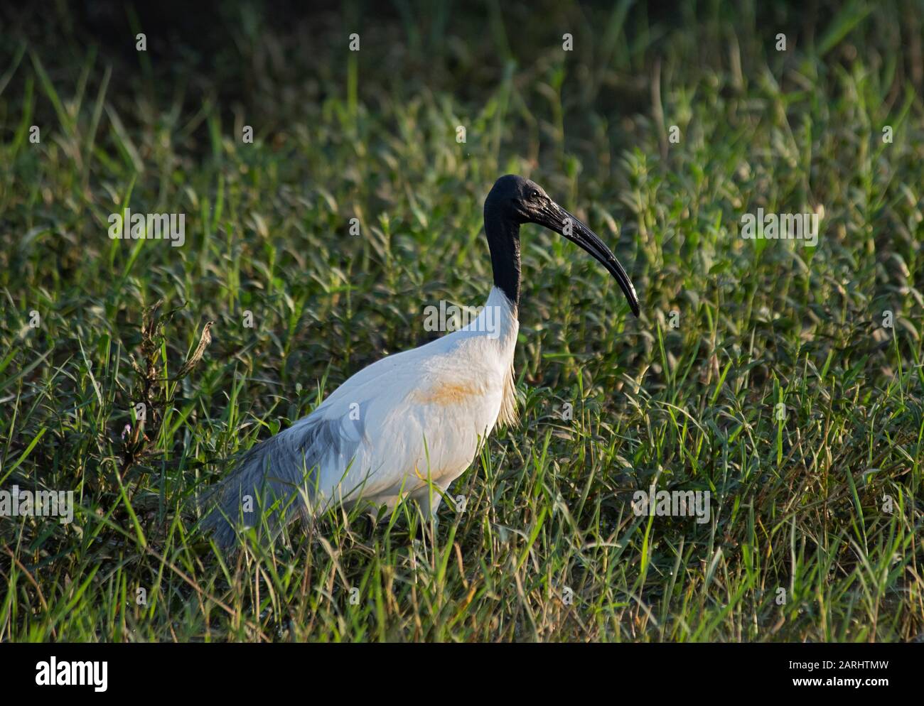 Black Headed Ibis, Threskiornis melanocephalus, Yala National Park, Sri ...