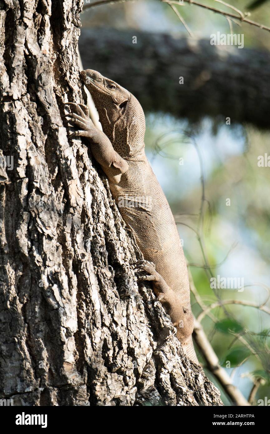 Climbing reptiles hi-res stock photography and images - Alamy
