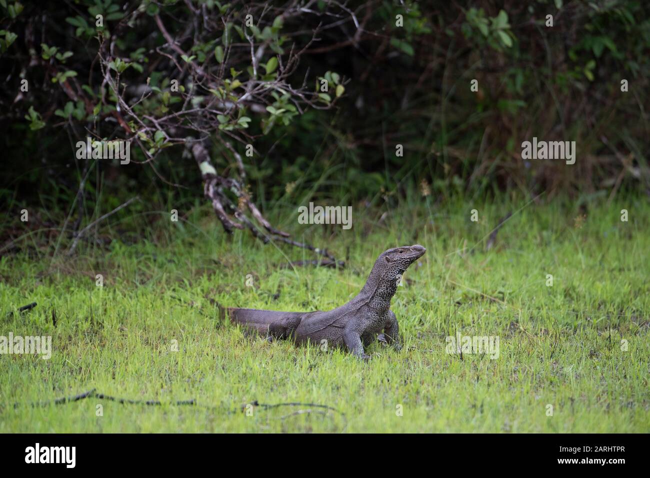 Bengal Monitor Lizard, Varanus bengalensis, Wilpattu National Park, Sri ...