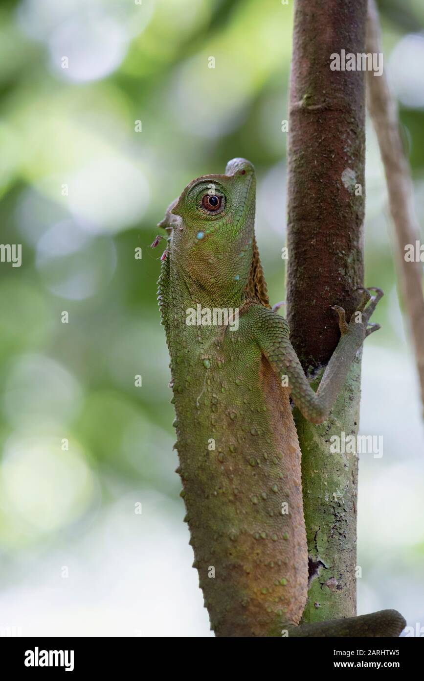 Hump Nosed Lizard, Lyriocephalus scutatus, Sinharaja World Heritage ...
