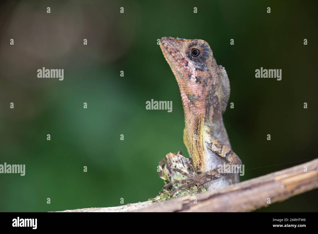 Black Spotted Kangaroo Lizard or Blac Patched, Otocryptis nigristigma ...