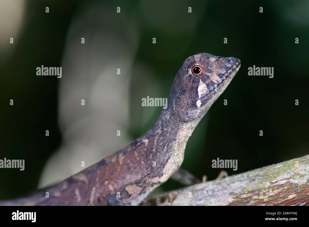 Sri Lanka Kangaroo Lizard, Otocryptis wiegmanni, Sinharaja World ...