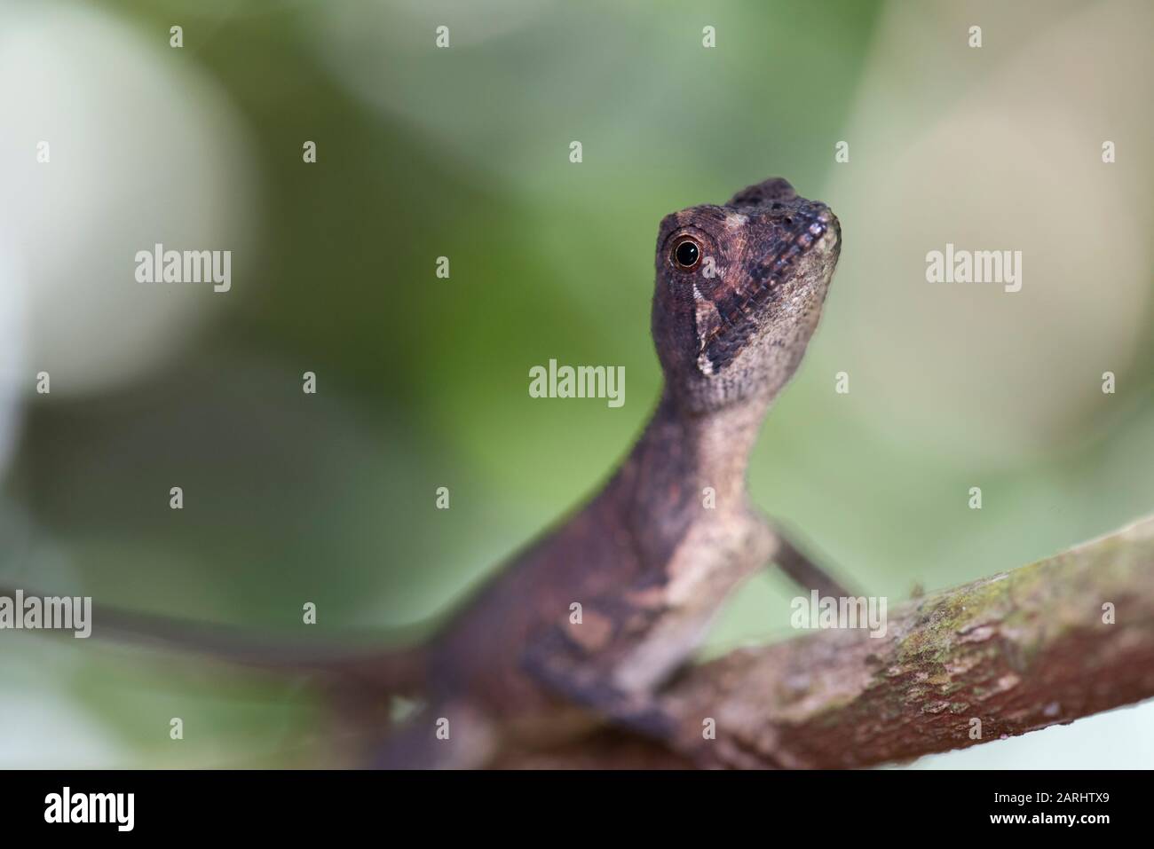 Sri Lanka Kangaroo Lizard, Otocryptis wiegmanni, Sinharaja World ...