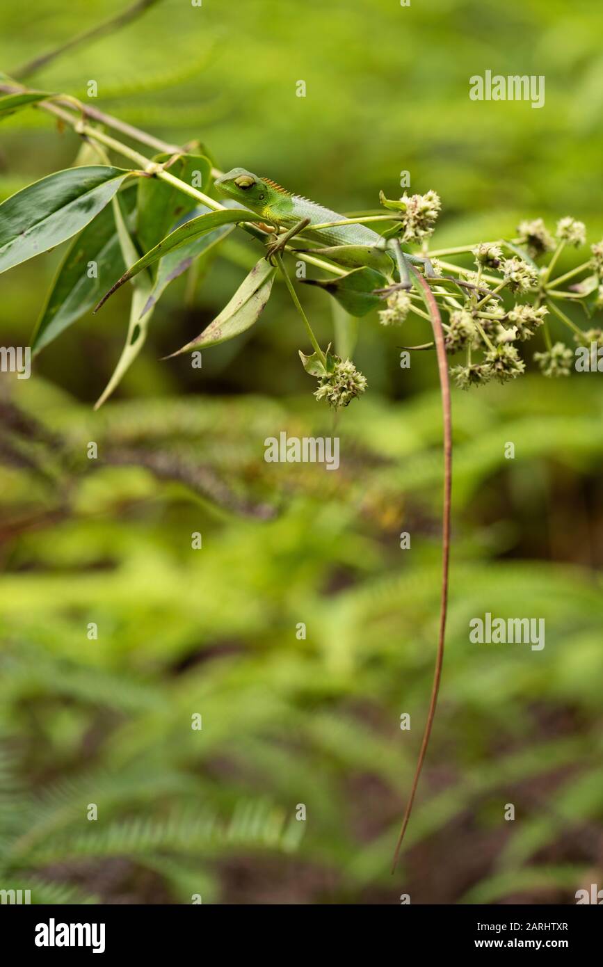 Common Green Forest Lizard, Calotes calotes, Sinharaja World Heritage ...