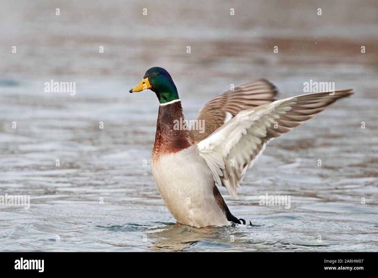 Mallard (anas platyrhynchos) drake wing flapping Stock Photo - Alamy