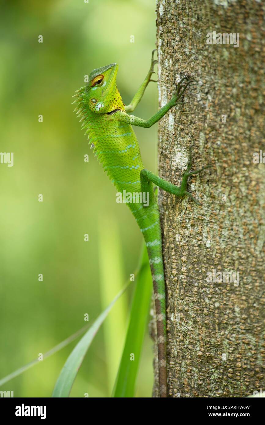 Common Green Forest Lizard, Calotes calotes, Sinharaja World Heritage ...