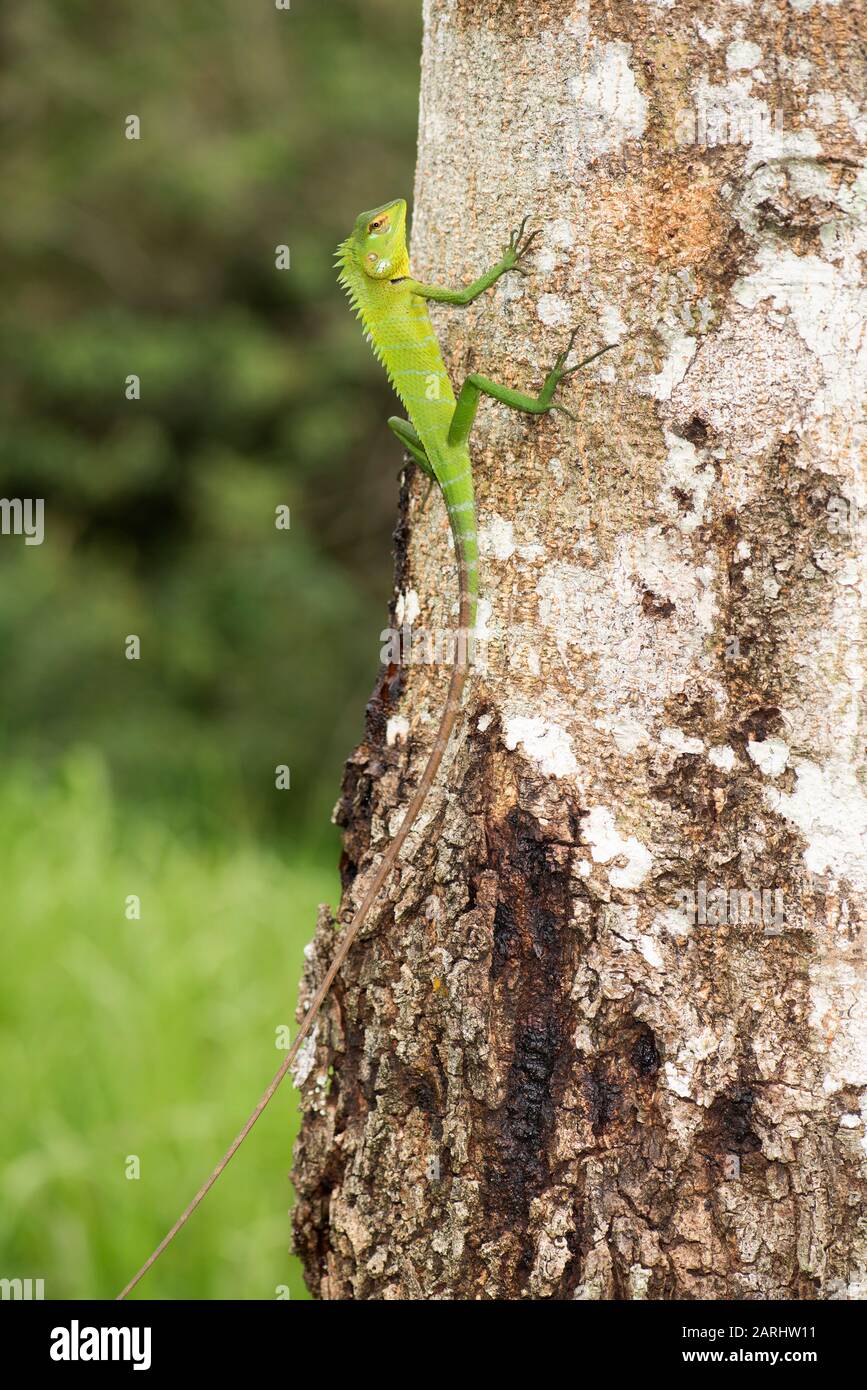 Common Green Forest Lizard, Calotes calotes, Sinharaja World Heritage ...