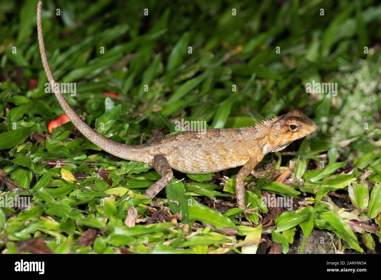 Calotes liolepis hi-res stock photography and images - Alamy