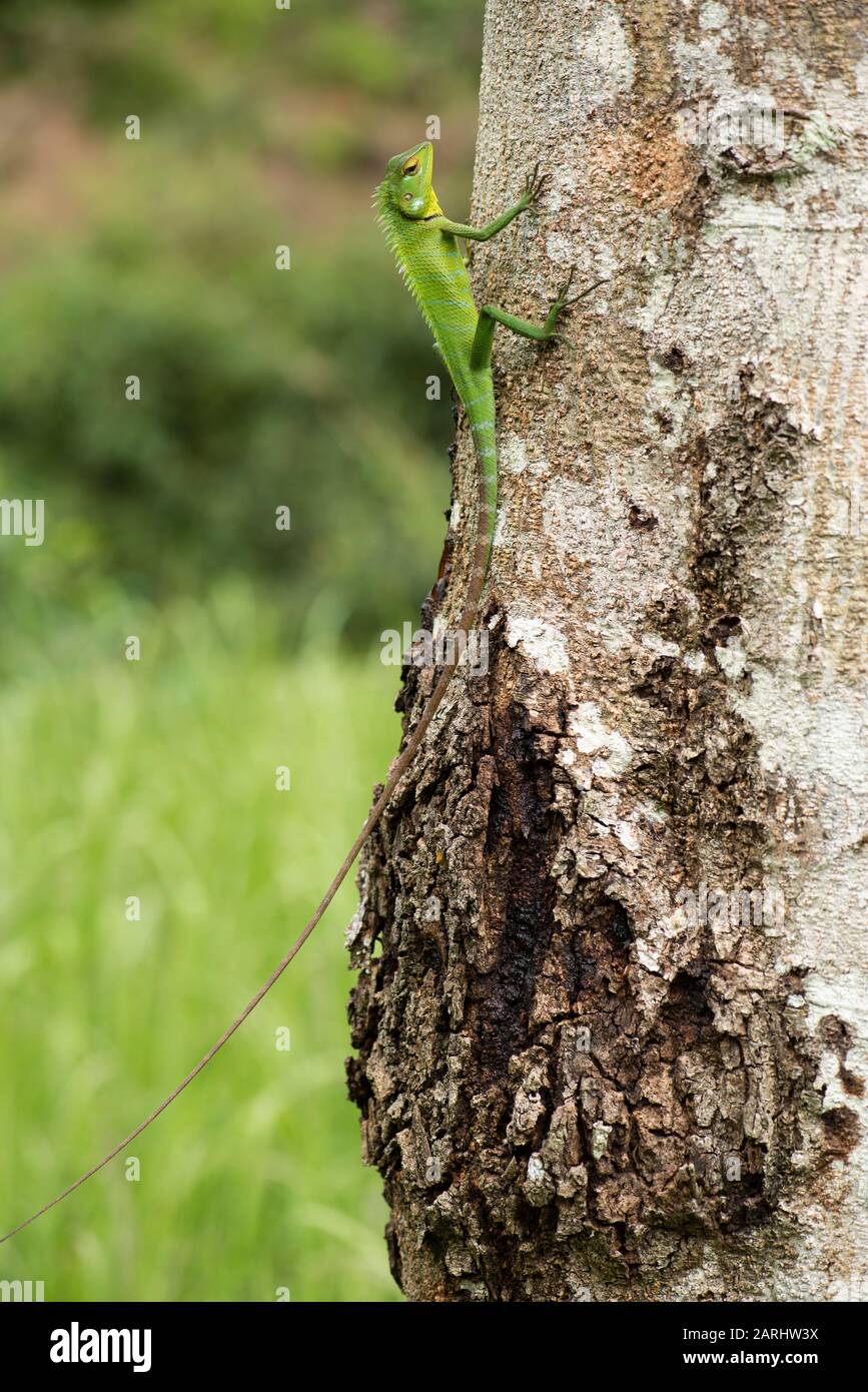Common Green Forest Lizard, Calotes calotes, Sinharaja World Heritage ...