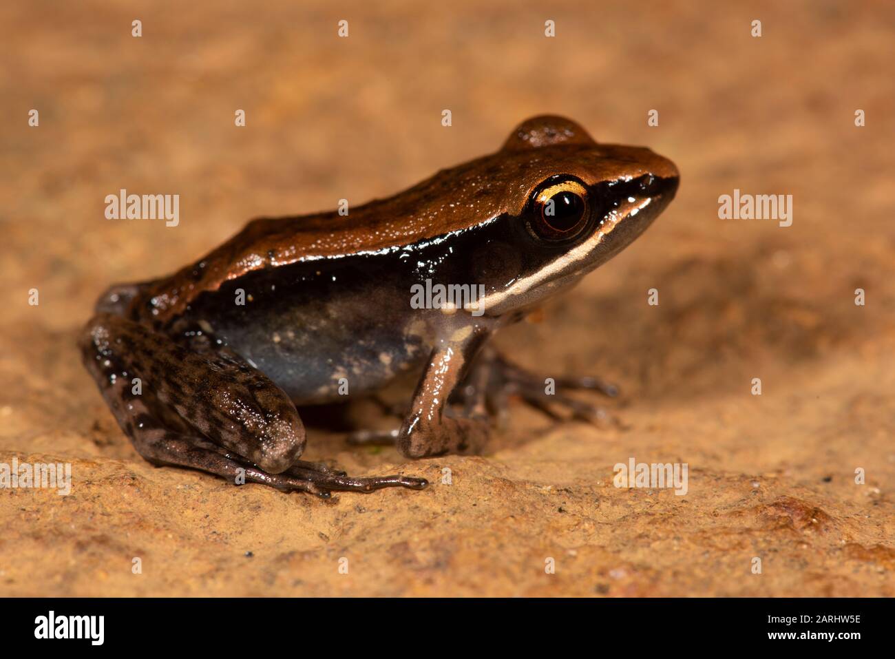 Gunthers golden backed frog hi-res stock photography and images - Alamy