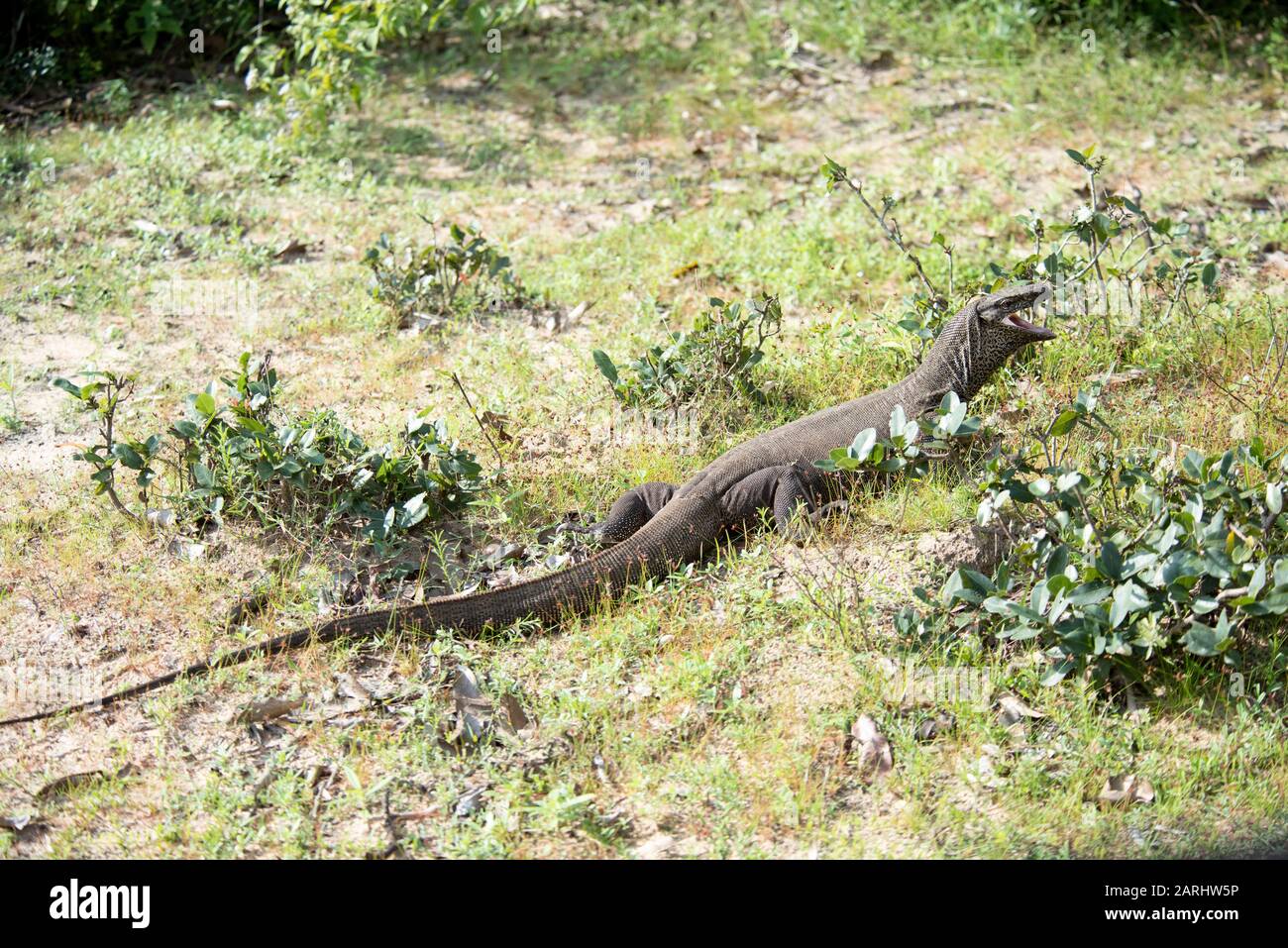 Bengal Monitor Lizard, Varanus bengalensis, Wilpattu National Park, Sri ...
