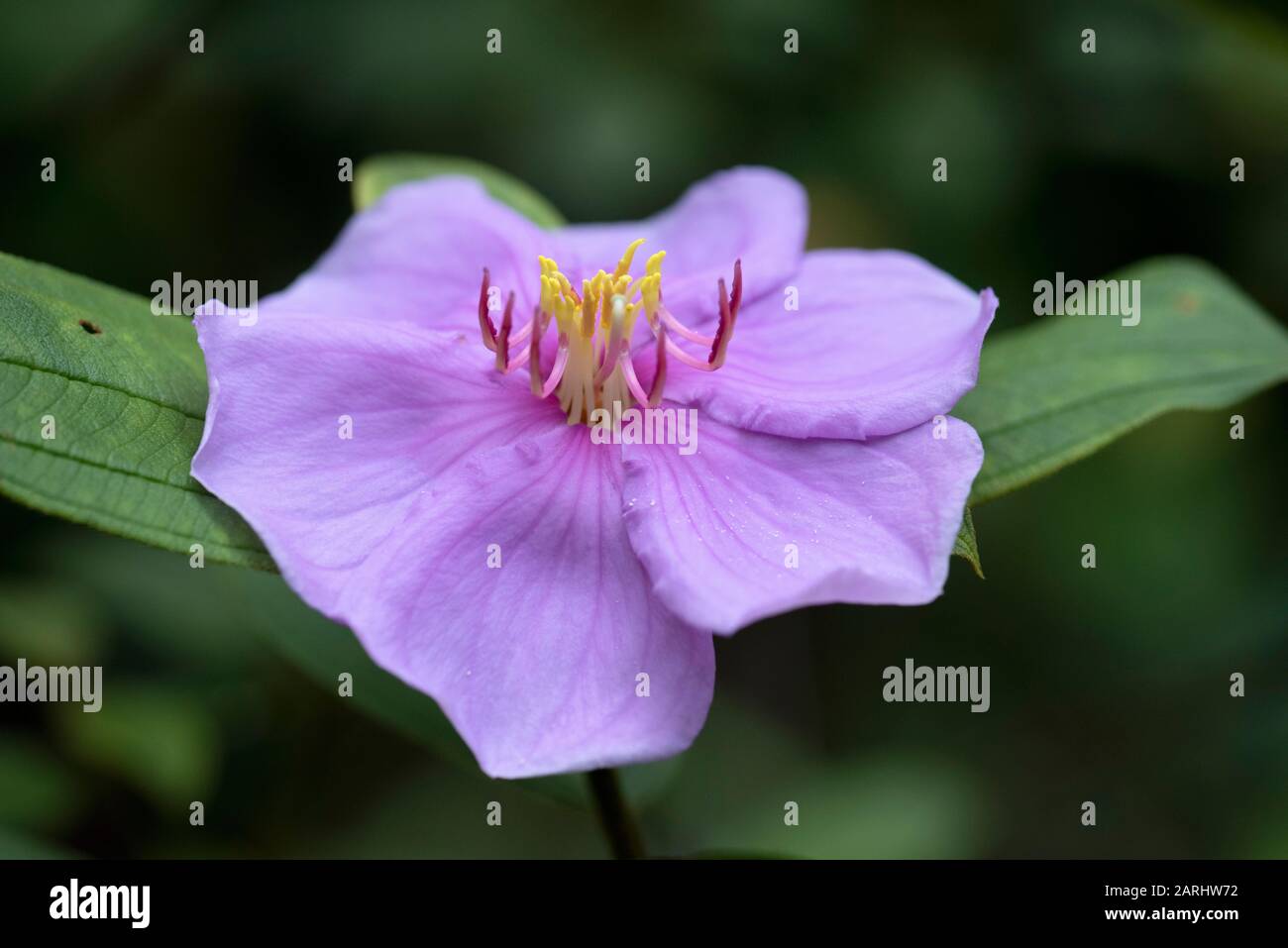 Osbeckia plant flower hi-res stock photography and images - Alamy