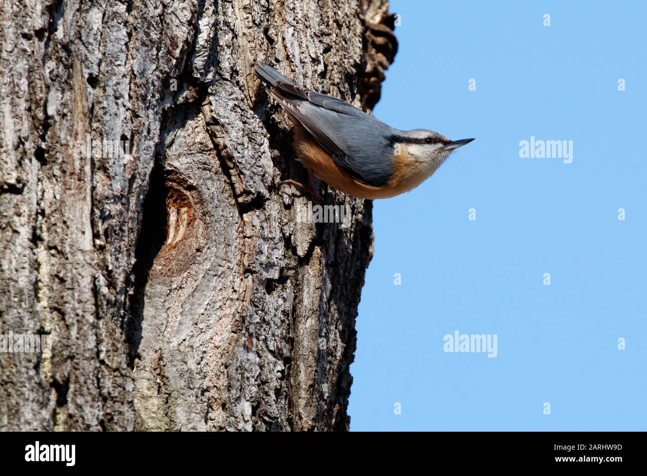 Cavity nesting birds hi-res stock photography and images - Alamy