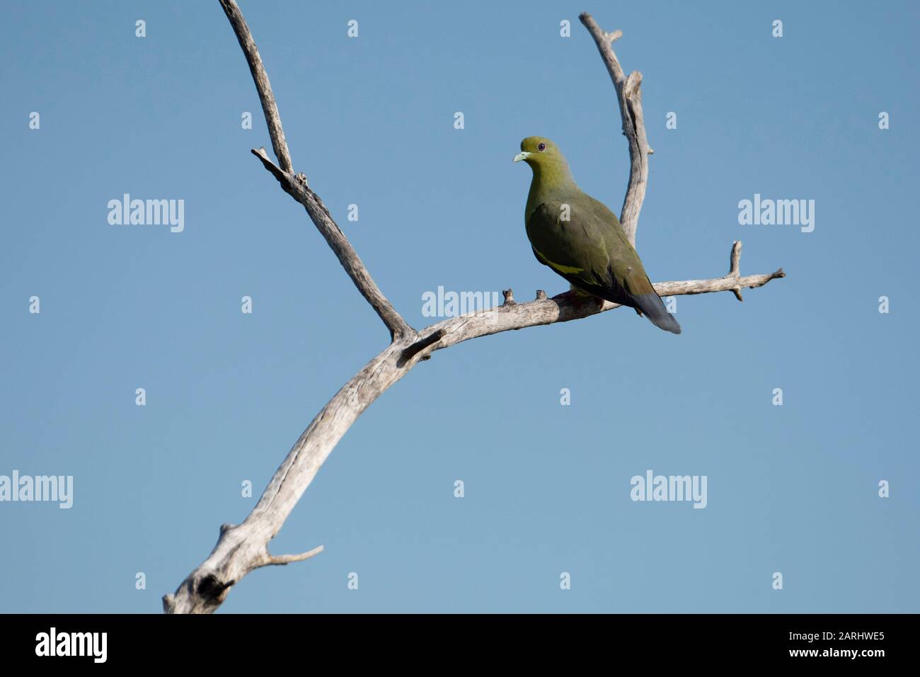 Sri lanka green pigeon hi-res stock photography and images - Alamy