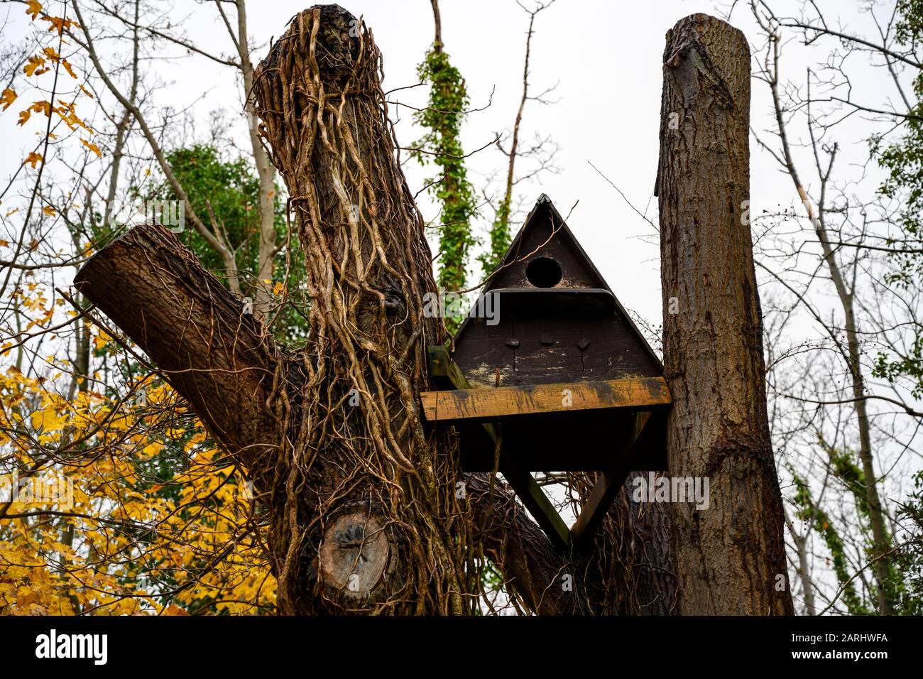 Barn Owl Nesting Box Stock Photo Alamy