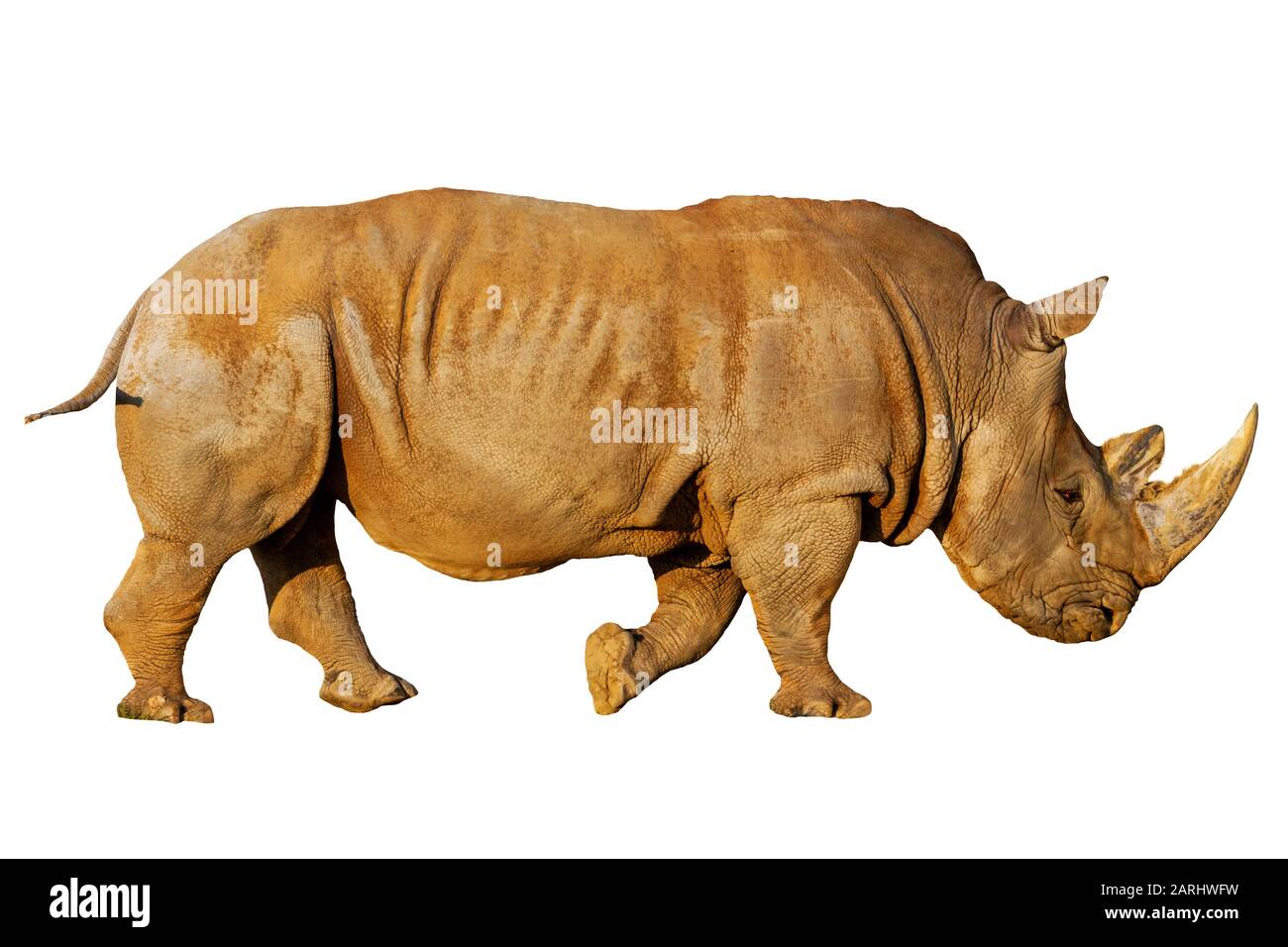 Male rhino Cut Out Stock Images & Pictures - Alamy