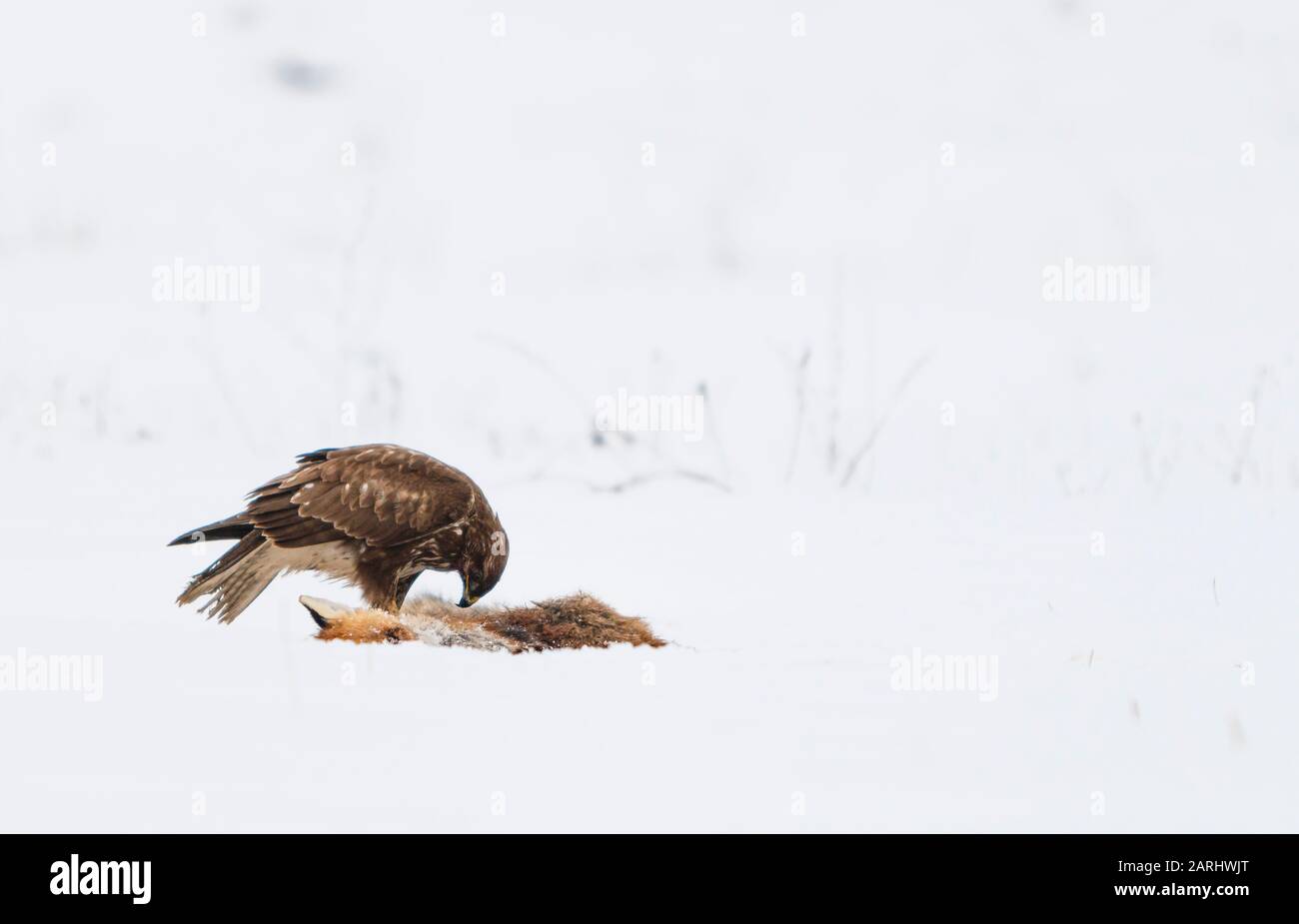 Buzzard hunting hi-res stock photography and images - Alamy