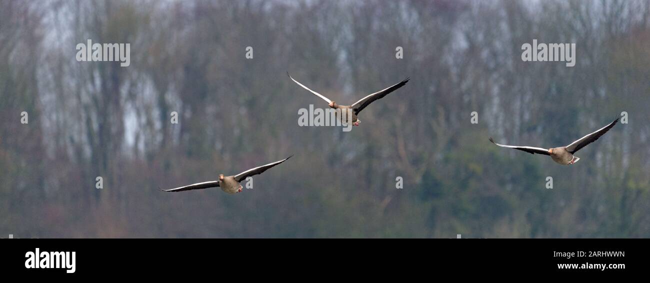 three geese flying in formation Stock Photo - Alamy