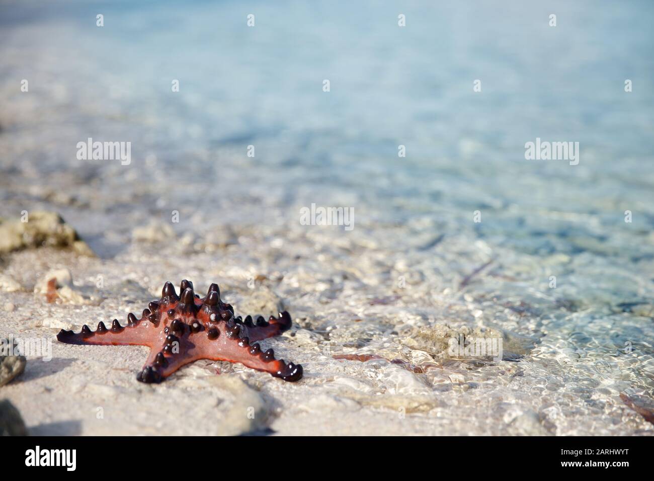 starfish on sand with turquoise water background. Live starfish close ...