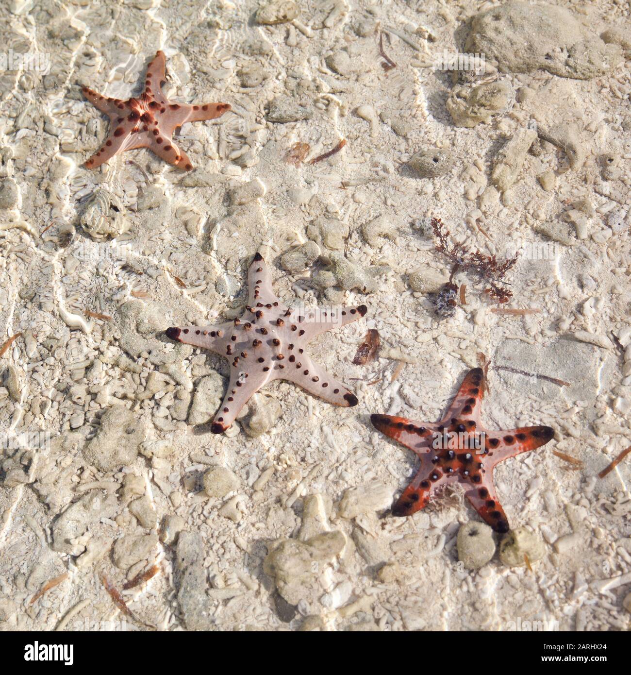 Amazing colorful starfishes close up on the white sandy beach ...