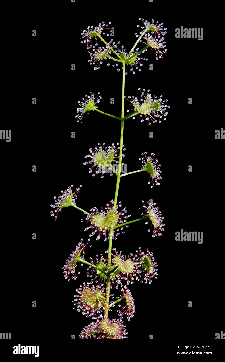 Drosera porrecta is a tuberous perennial species in the genus Drosera ...