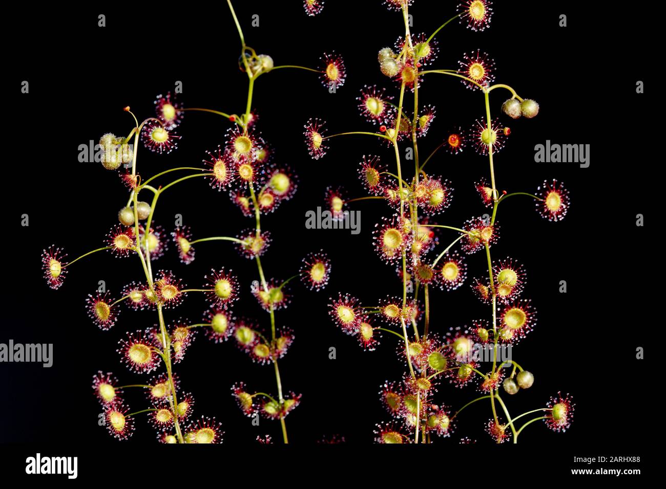 Drosera menziesii, the pink rainbow, is an erect or scrambling ...