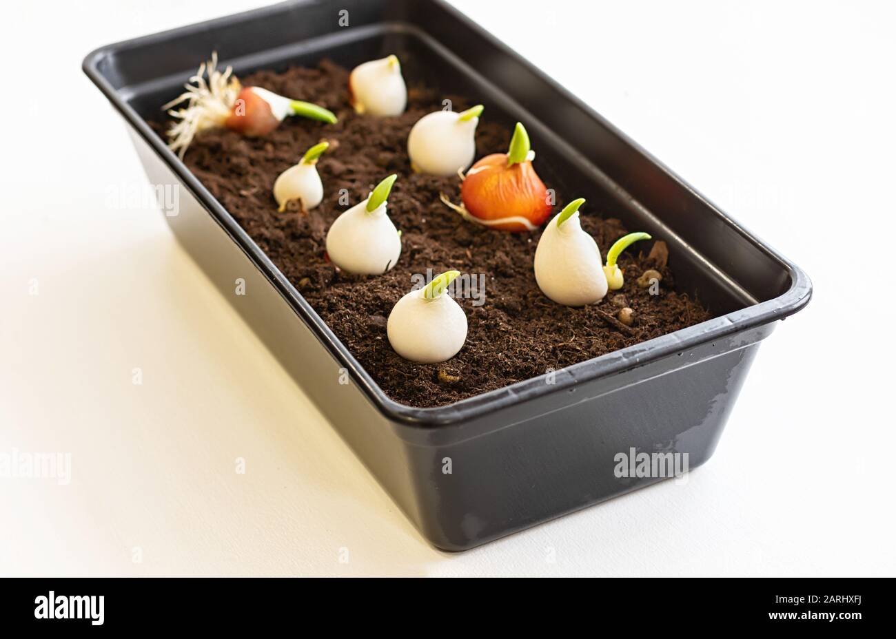 Bulbous With Roots High Resolution Stock Photography and Images - Alamy