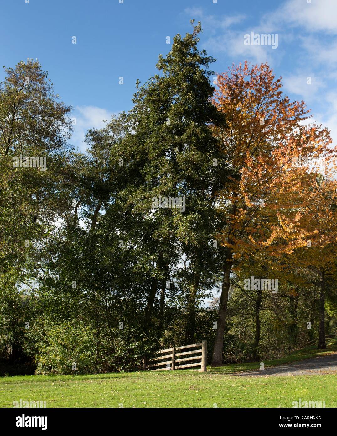 Riverside trees hi-res stock photography and images - Alamy