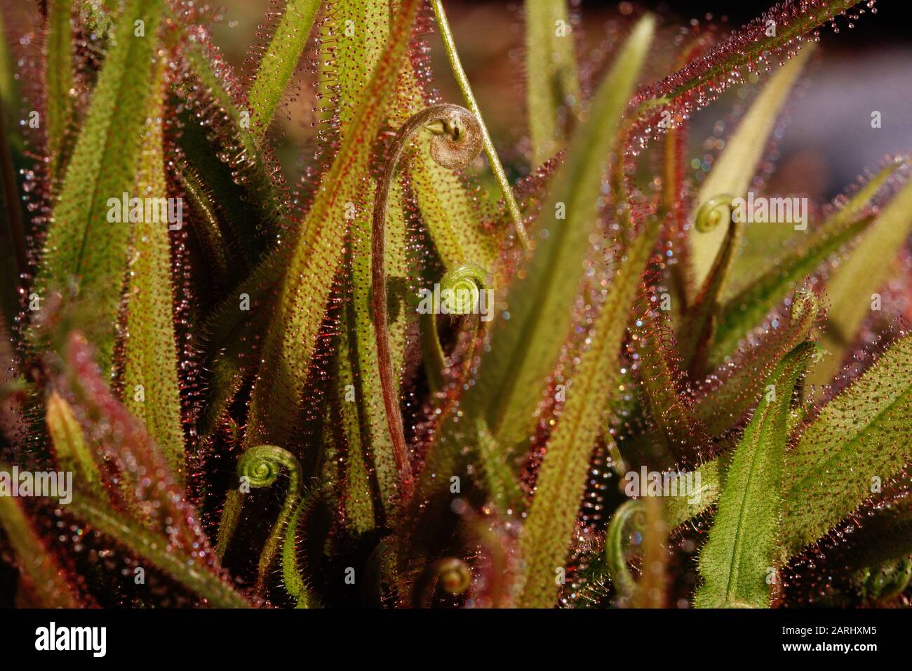 Drosera adelae, also known as the Lance-Leaf Sundew Stock Photo - Alamy