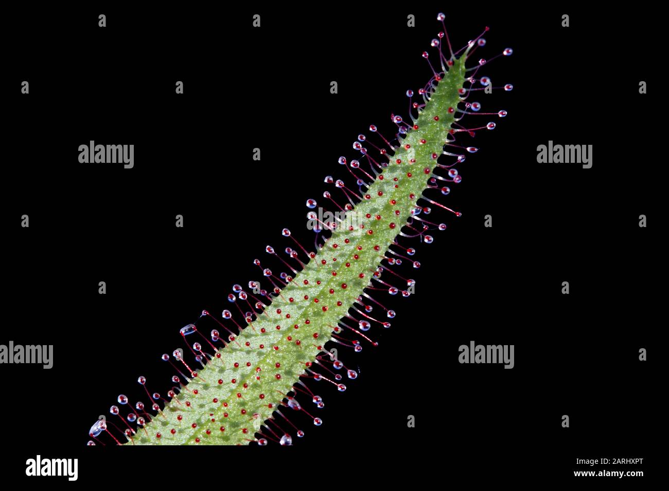 Drosera adelae, also known as the Lance-Leaf Sundew Stock Photo - Alamy