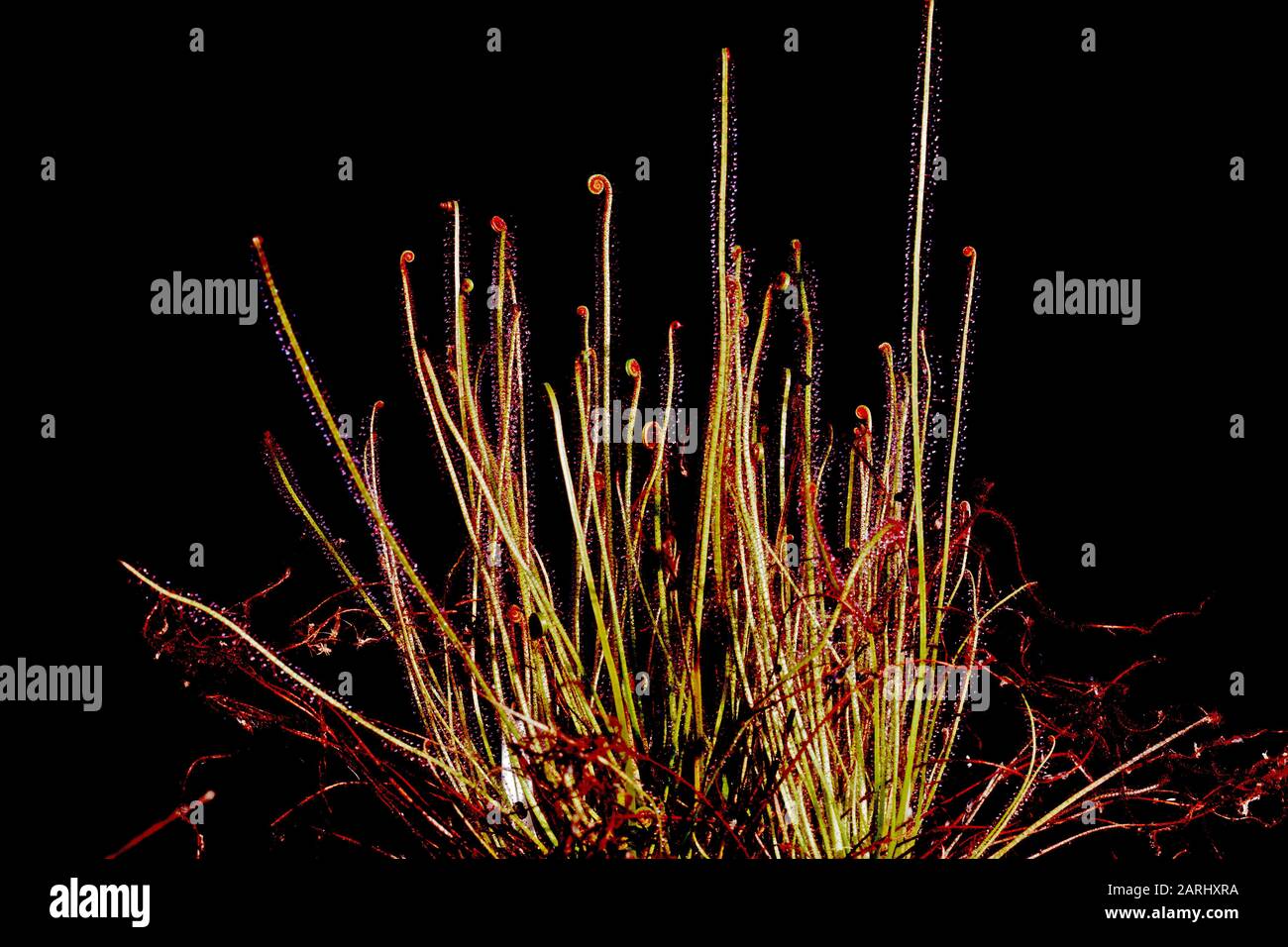 Drosera filiformis, commonly known as the thread-leaved sundew, is a ...