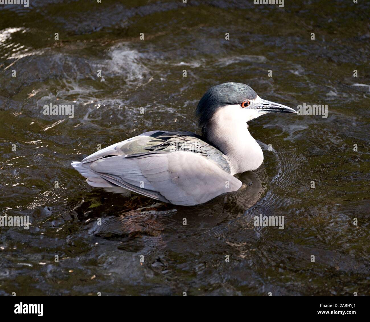 Heron like bird hi-res stock photography and images - Alamy